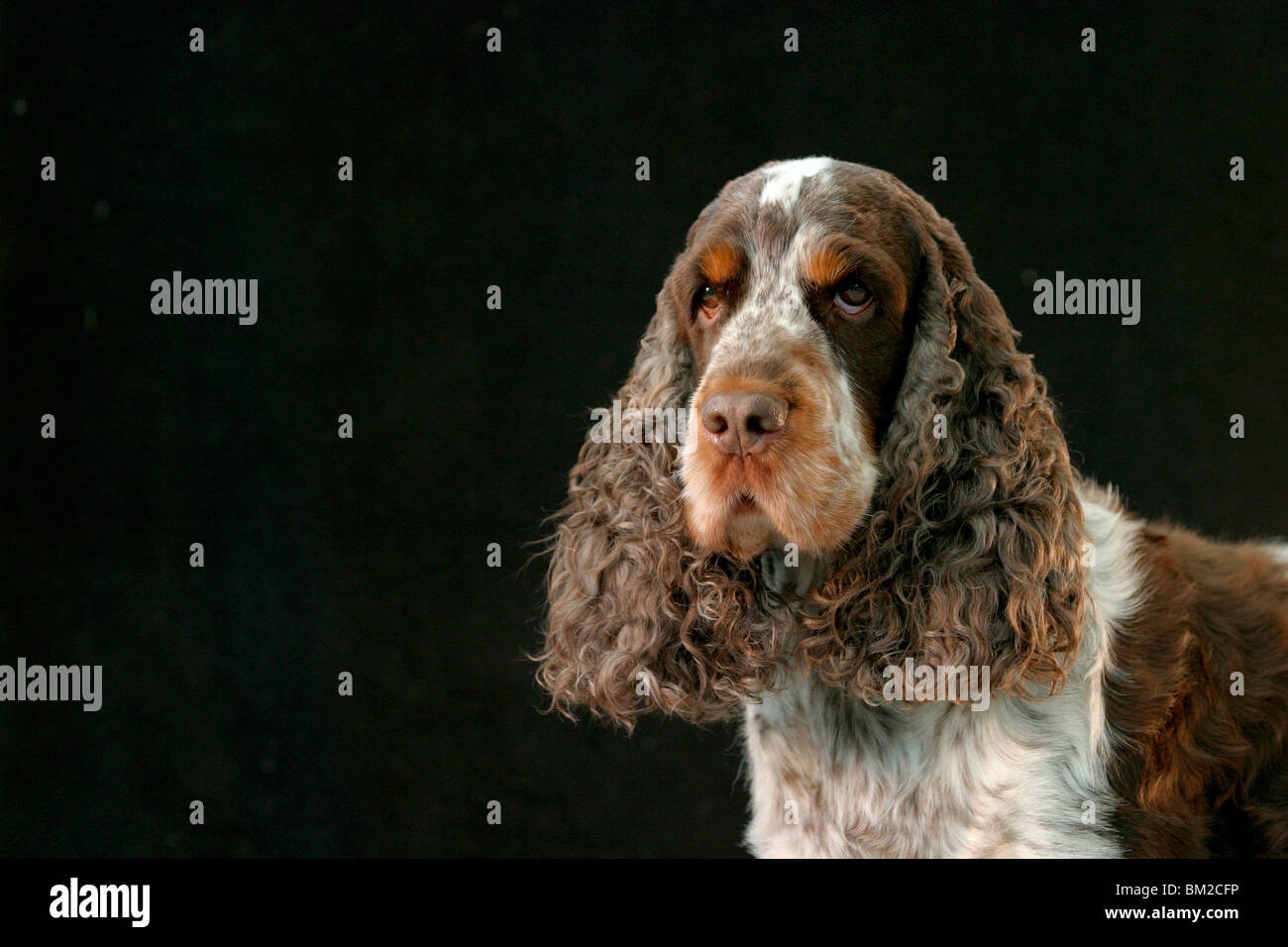 Cocker Spaniel Portrait Stock Photo - Alamy