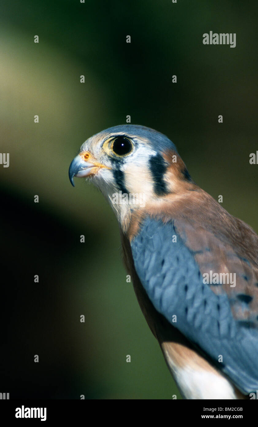 Side view adult male sparrow hawk hi-res stock photography and images ...