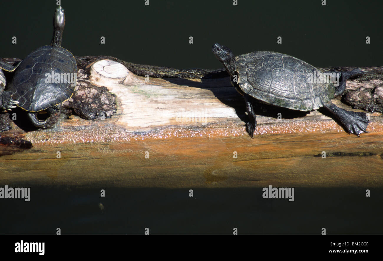 Turtles on log Stock Photo - Alamy