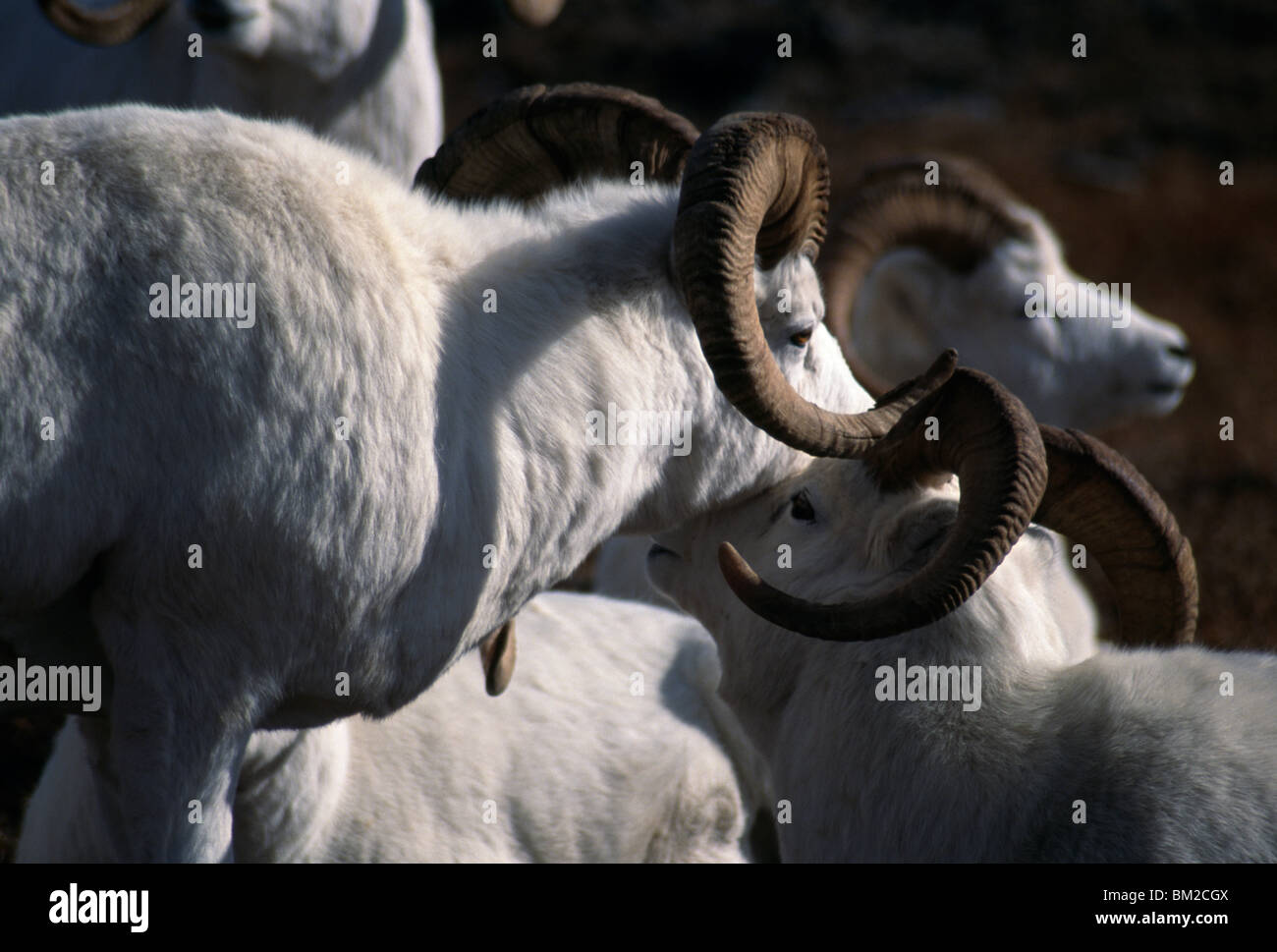 Herd of Dall sheep (Ovis dalli Stock Photo - Alamy