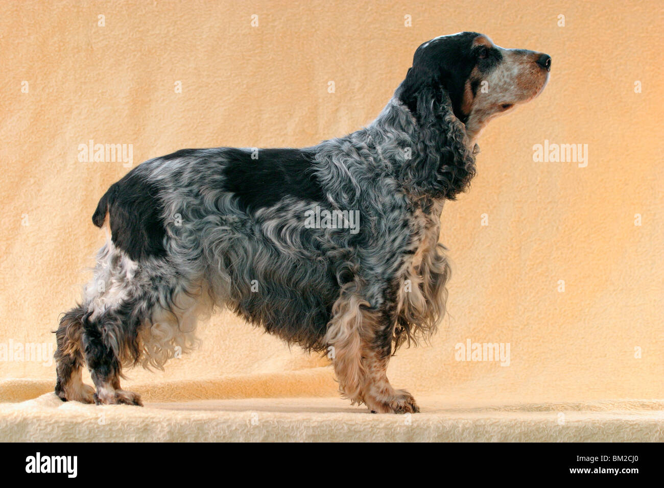 stehender / standing Cocker Spaniel Stock Photo - Alamy