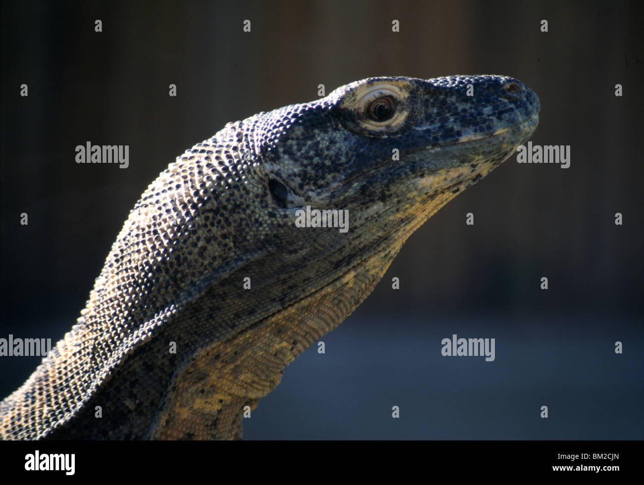 Face wild komodo dragon hi-res stock photography and images - Alamy