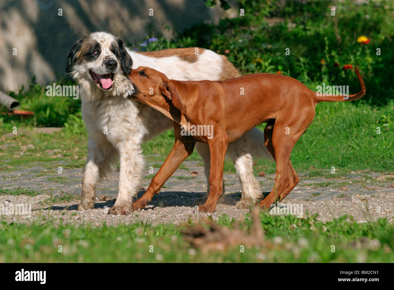 Moskauer wachhund moscow watchdog hi-res stock photography and images ...