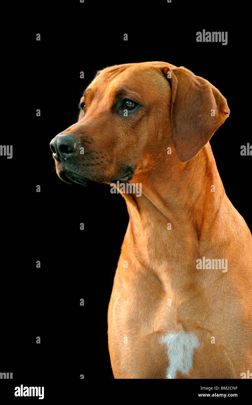 Rhodesian Ridgeback Portrait Stock Photo - Alamy