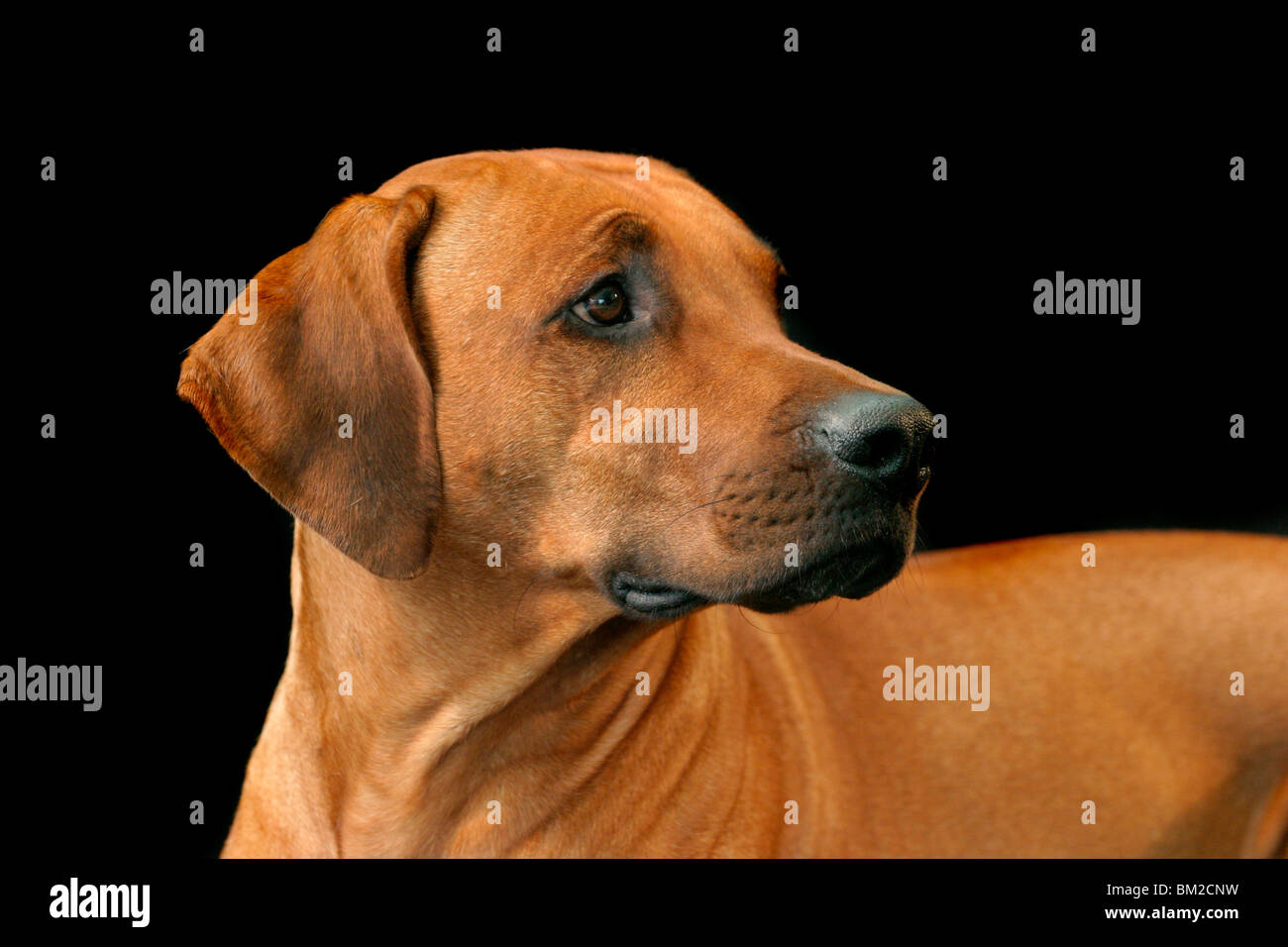 Gross schwarz hi-res stock photography and images - Alamy