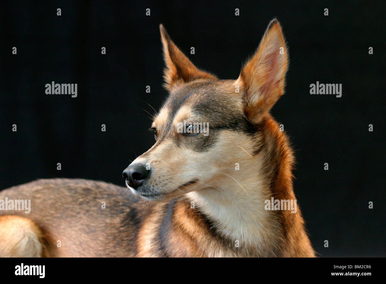 Mischling / Mongrel Stock Photo - Alamy