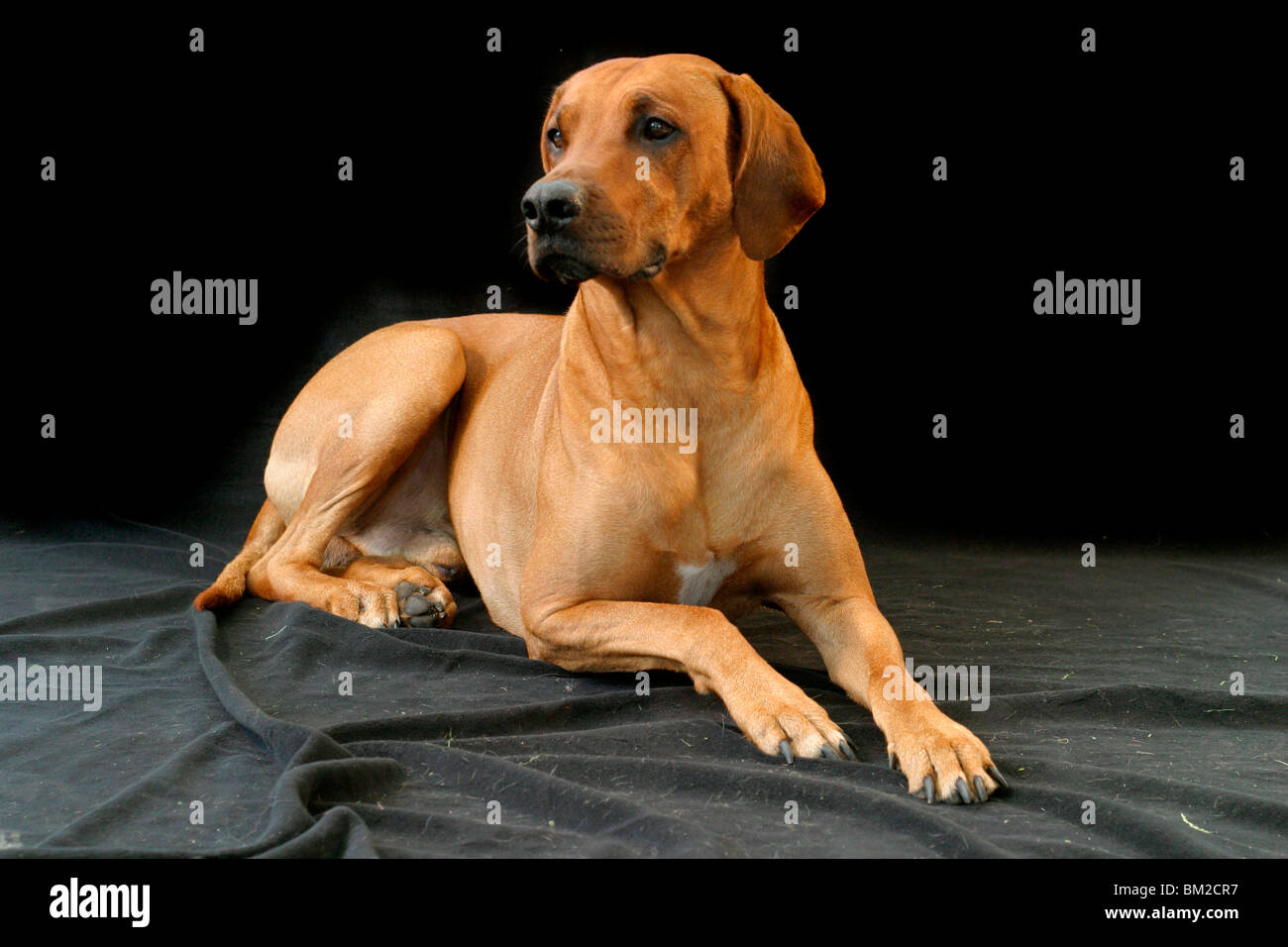 liegender / lying Rhodesian Ridgeback Stock Photo - Alamy