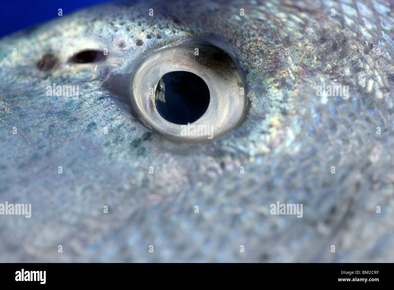 Denton, Mediterranean sparus fish, family of gilthead and snapper Stock ...