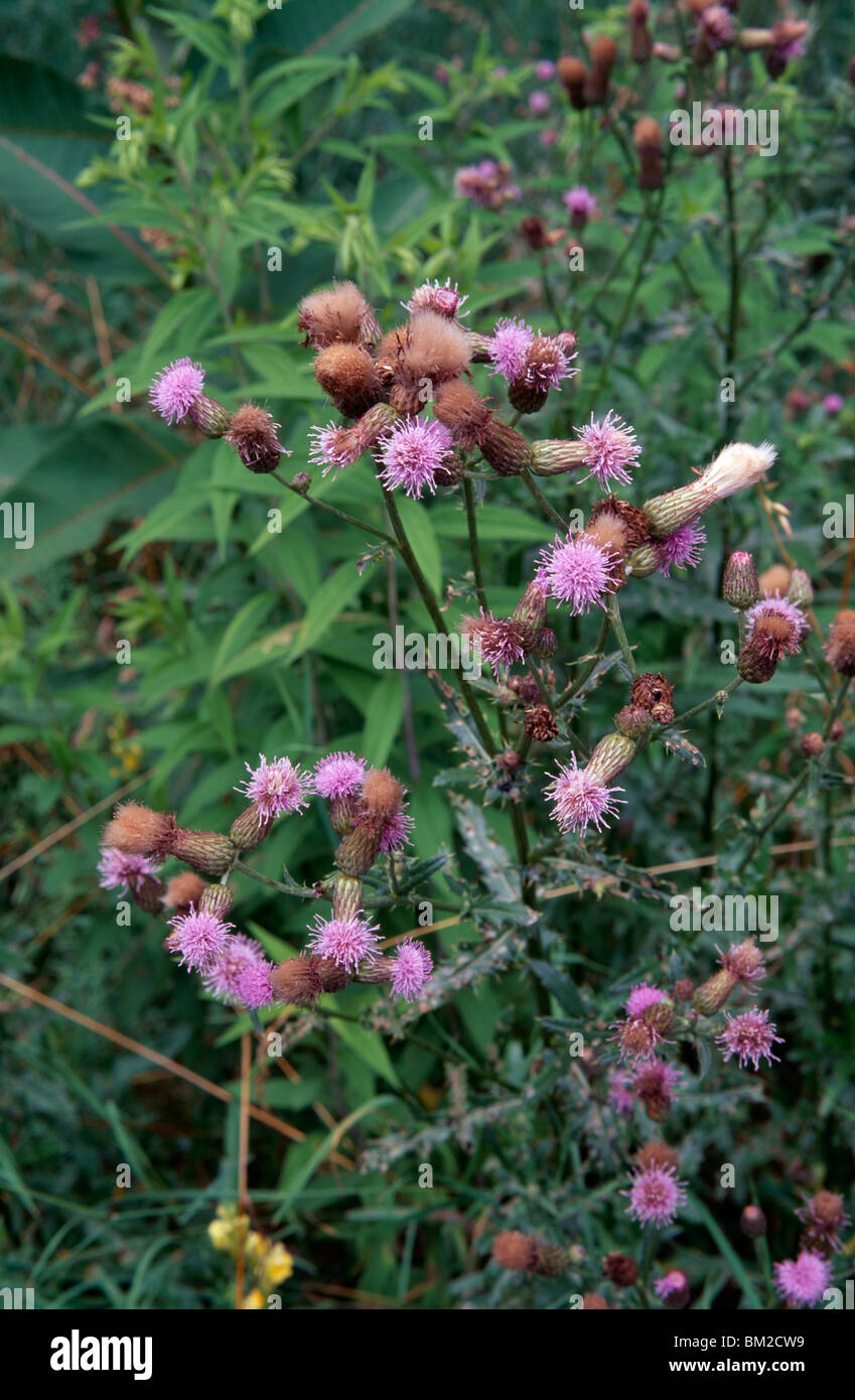 Flowering Canada thistle (Cirsium arvense) plant Stock Photo - Alamy