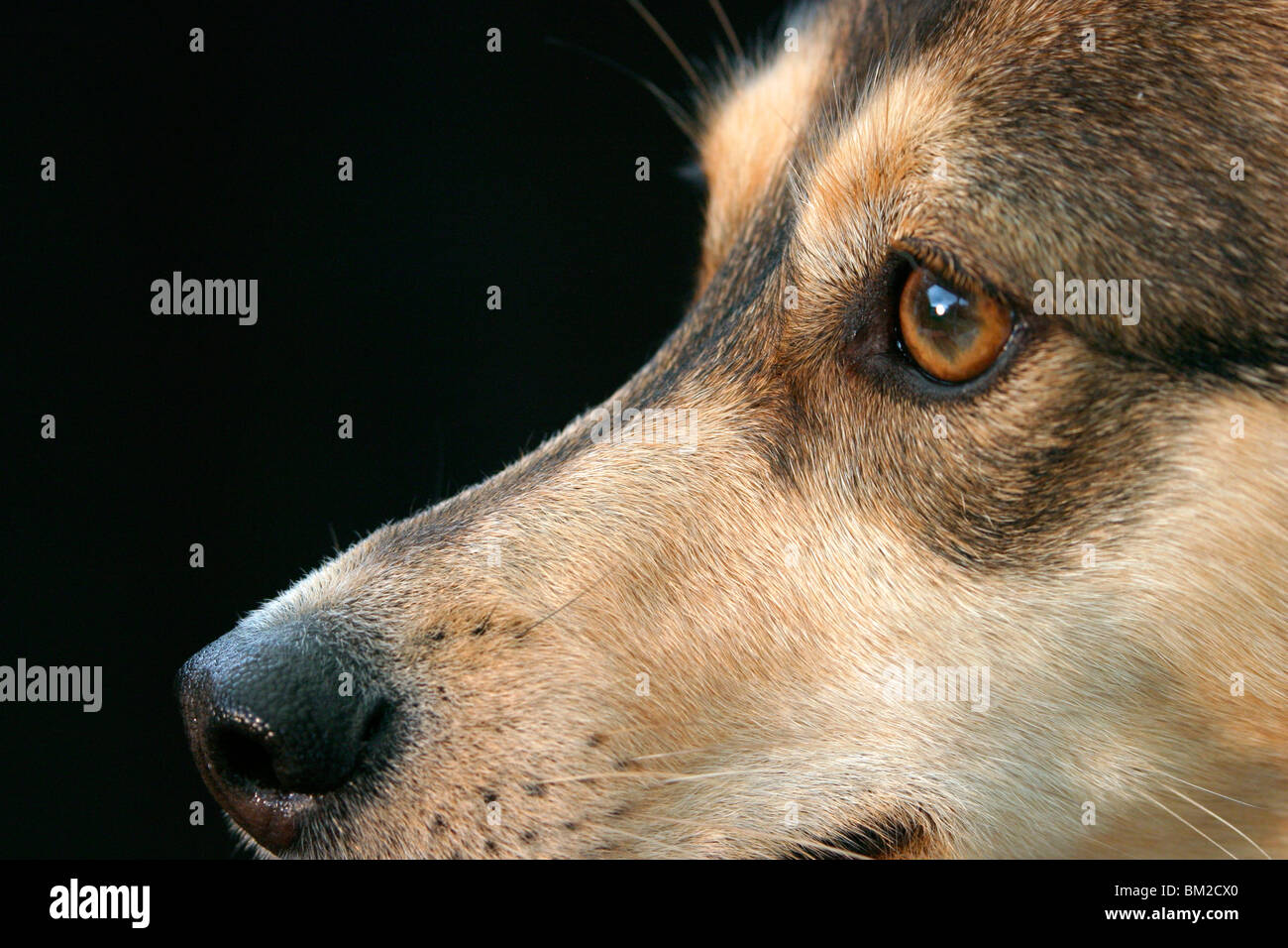Mischling / Mongrel Portrait Stock Photo - Alamy