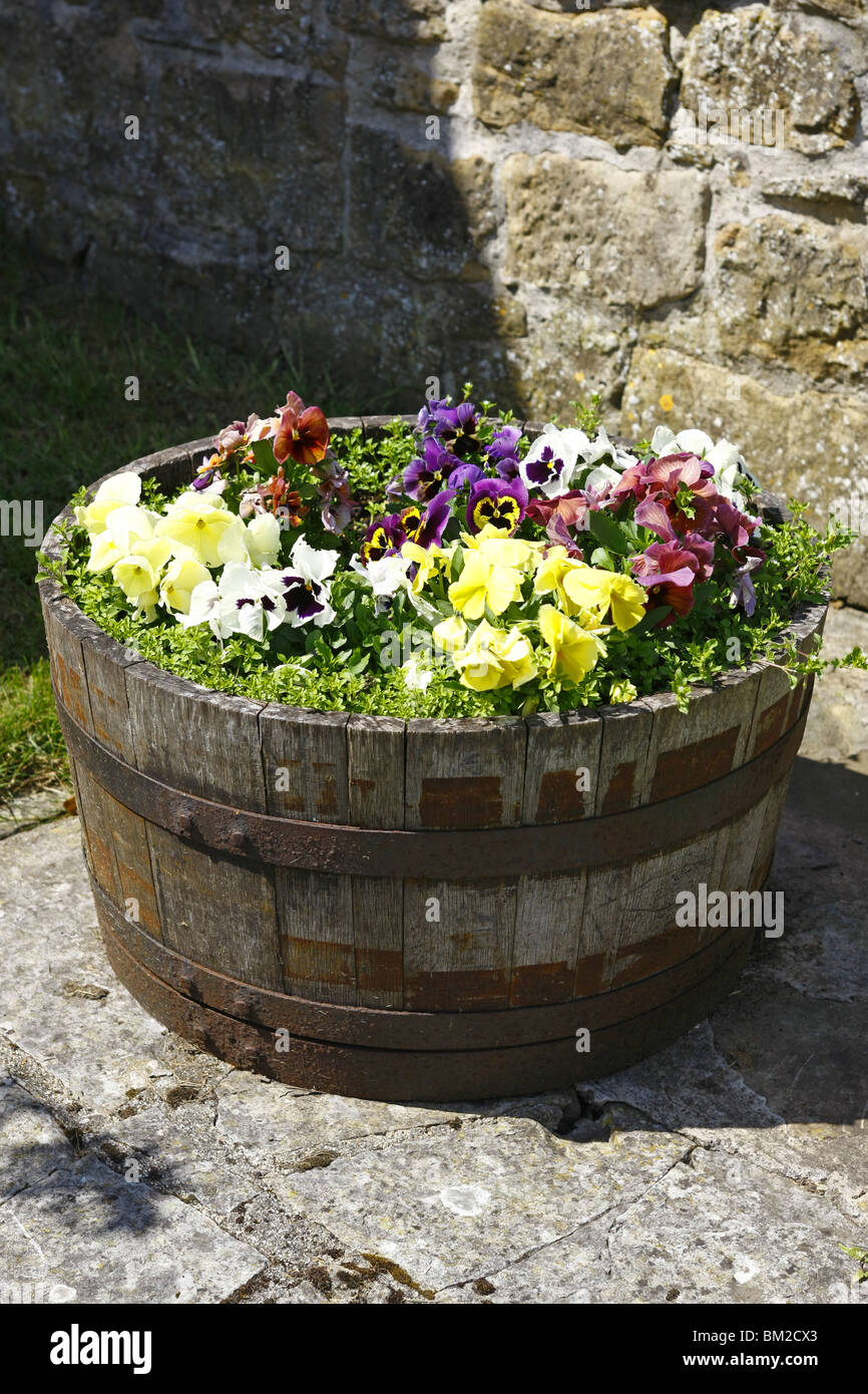 Old wooden barrel cut in half and filled with Springtime Pansies and ...
