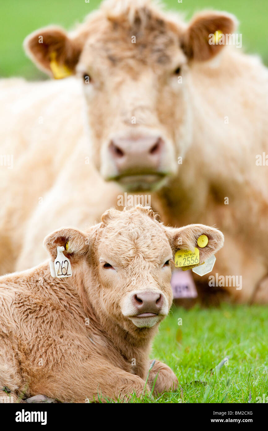 Cow and calf, Kent, UK Stock Photo - Alamy