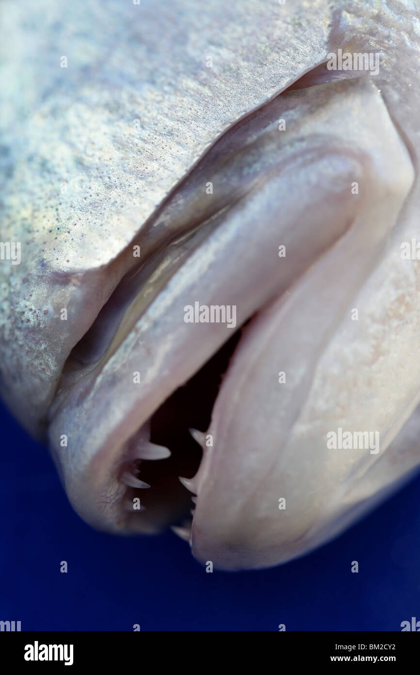 Denton, Mediterranean sparus fish, family of gilthead and snapper Stock ...