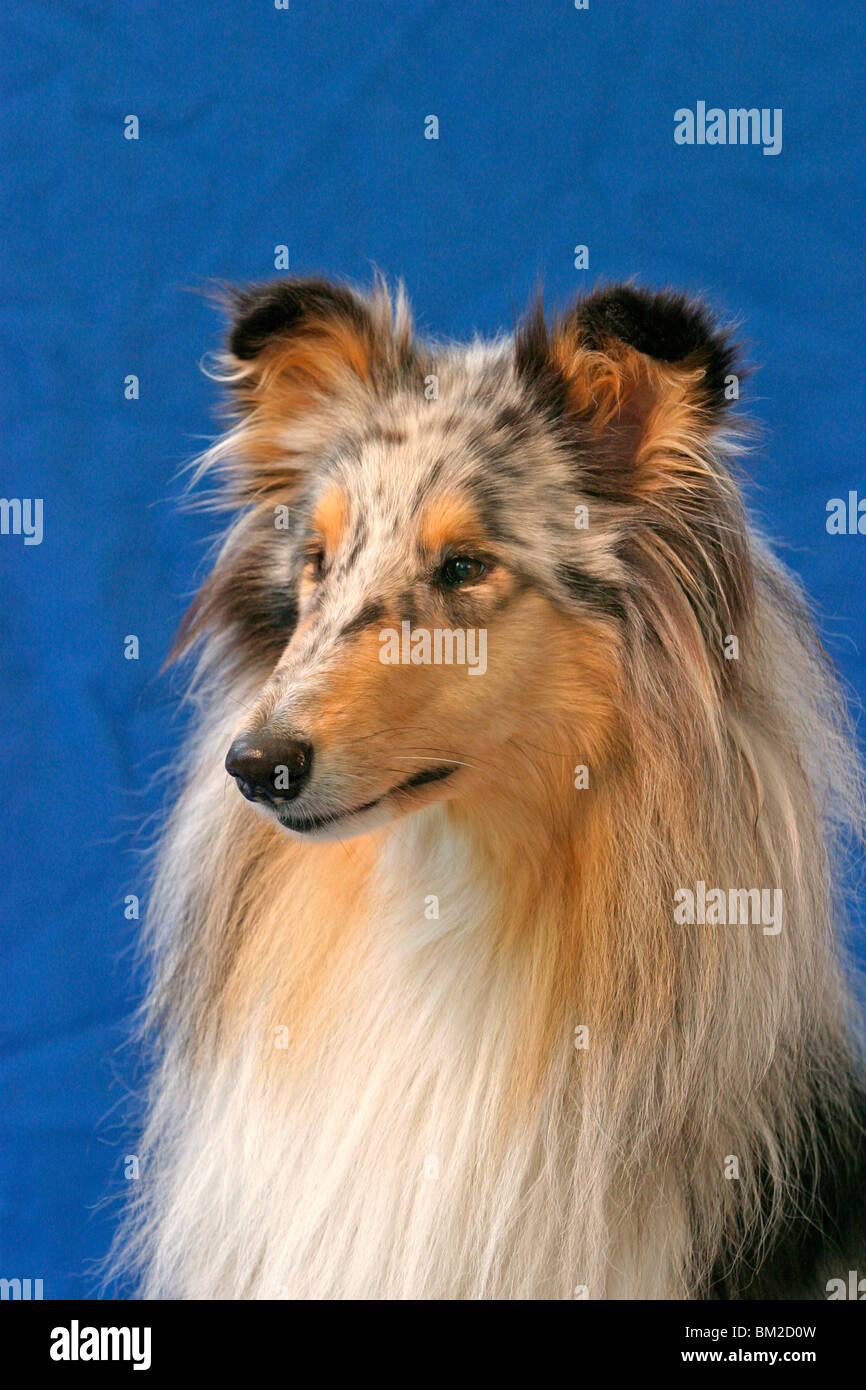 Blue Merle Collie Portrait Stock Photo - Alamy