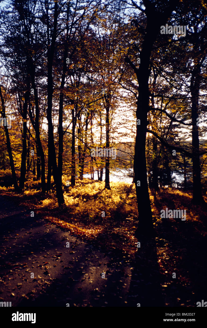 USA, Pennsylvania, Pocono Mountains, forest in sunset Stock Photo - Alamy