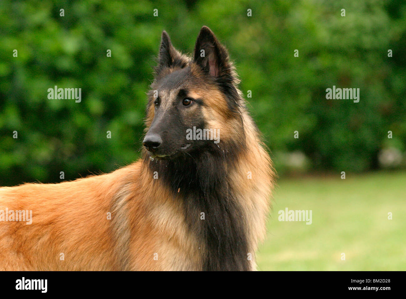 Portrait eines Tervueren / Tervuren Portrait Stock Photo - Alamy