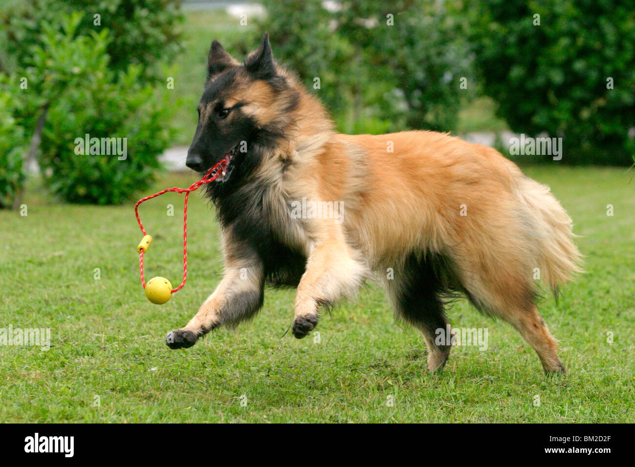 Belgian shepherd tervuren tervueren canis hi-res stock photography and ...