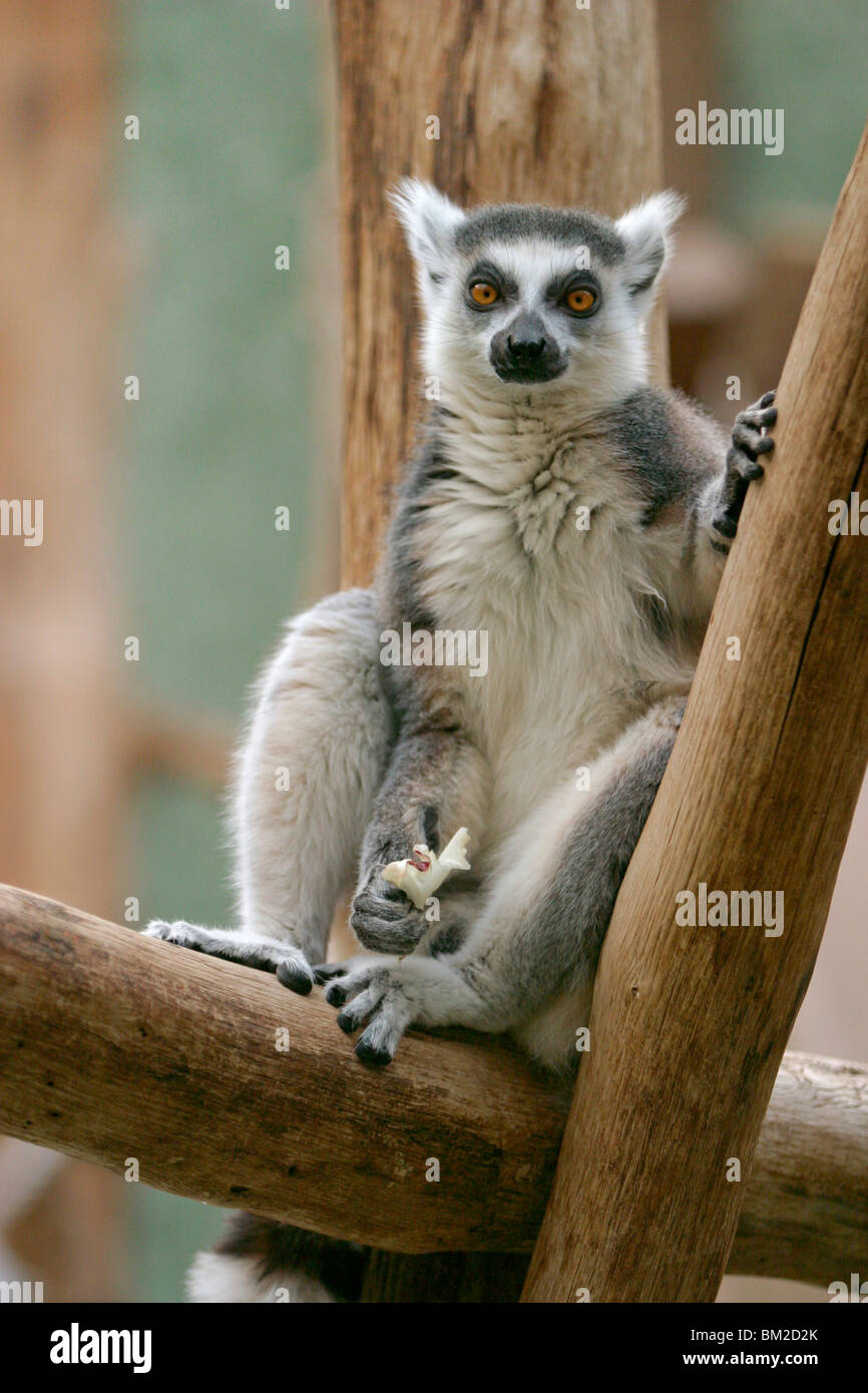 Kattas lemuren hi-res stock photography and images - Alamy