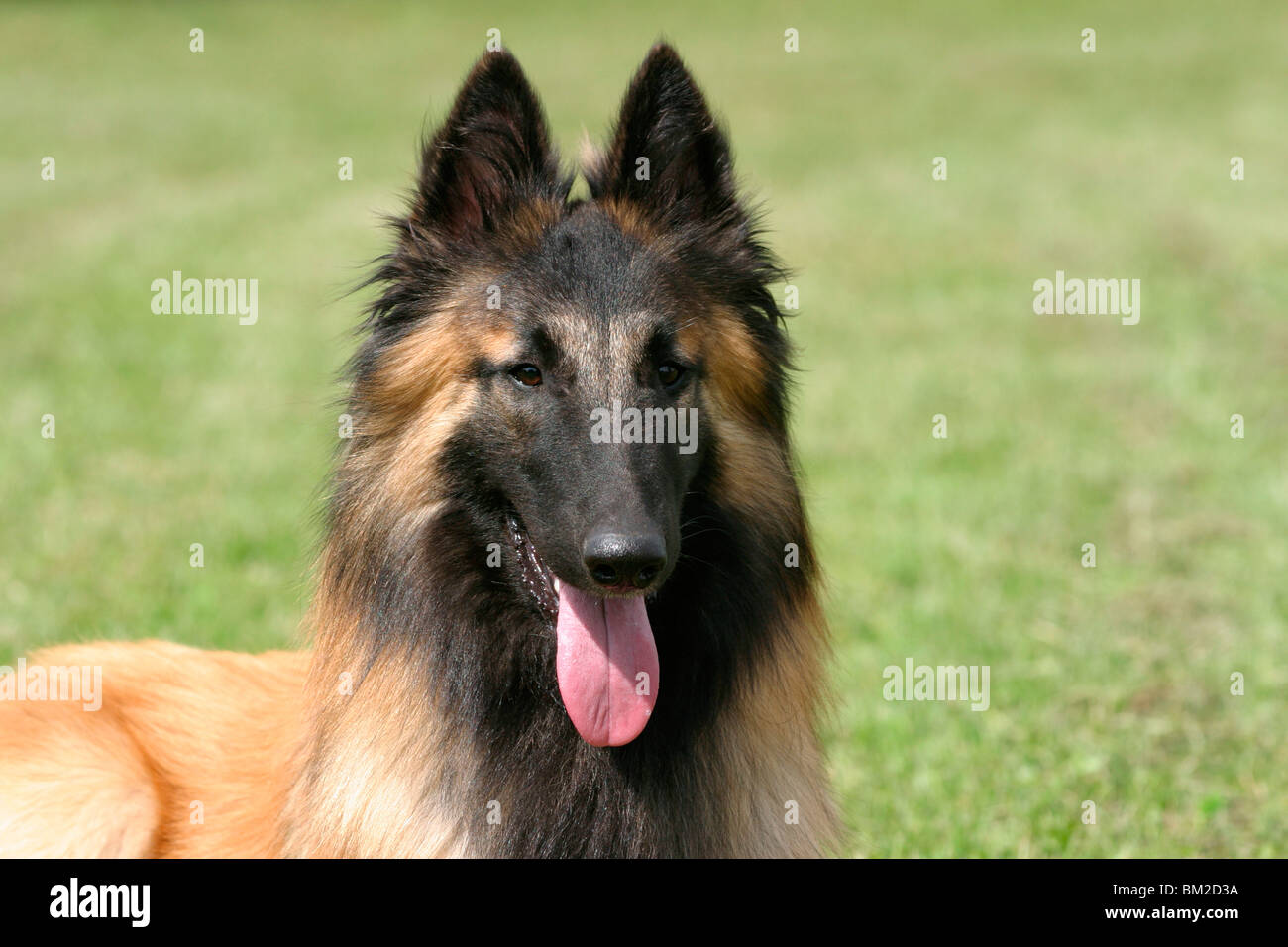 Portrait eines Tervueren / Tervuren Portrait Stock Photo - Alamy