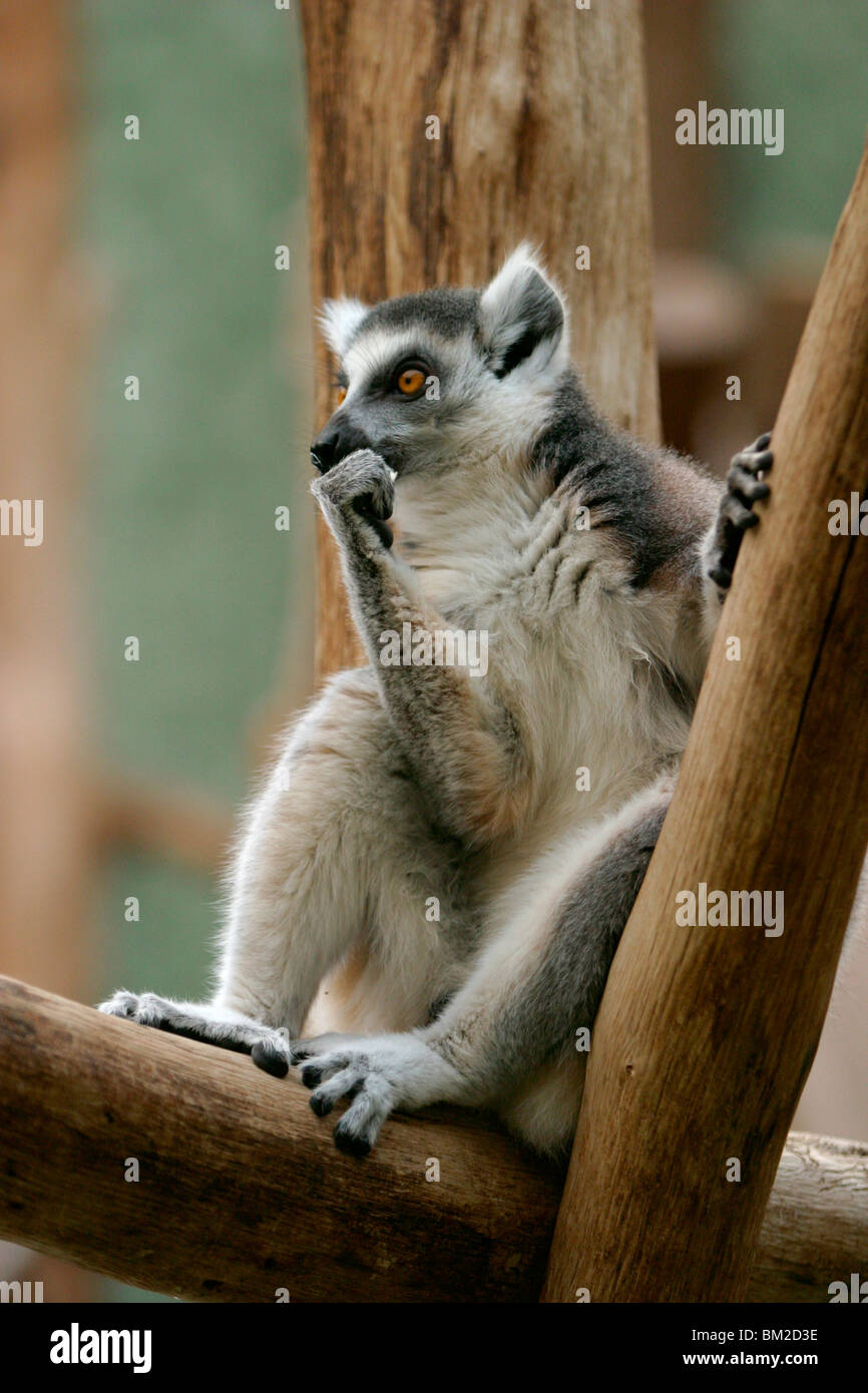 Katta / monkey Stock Photo - Alamy