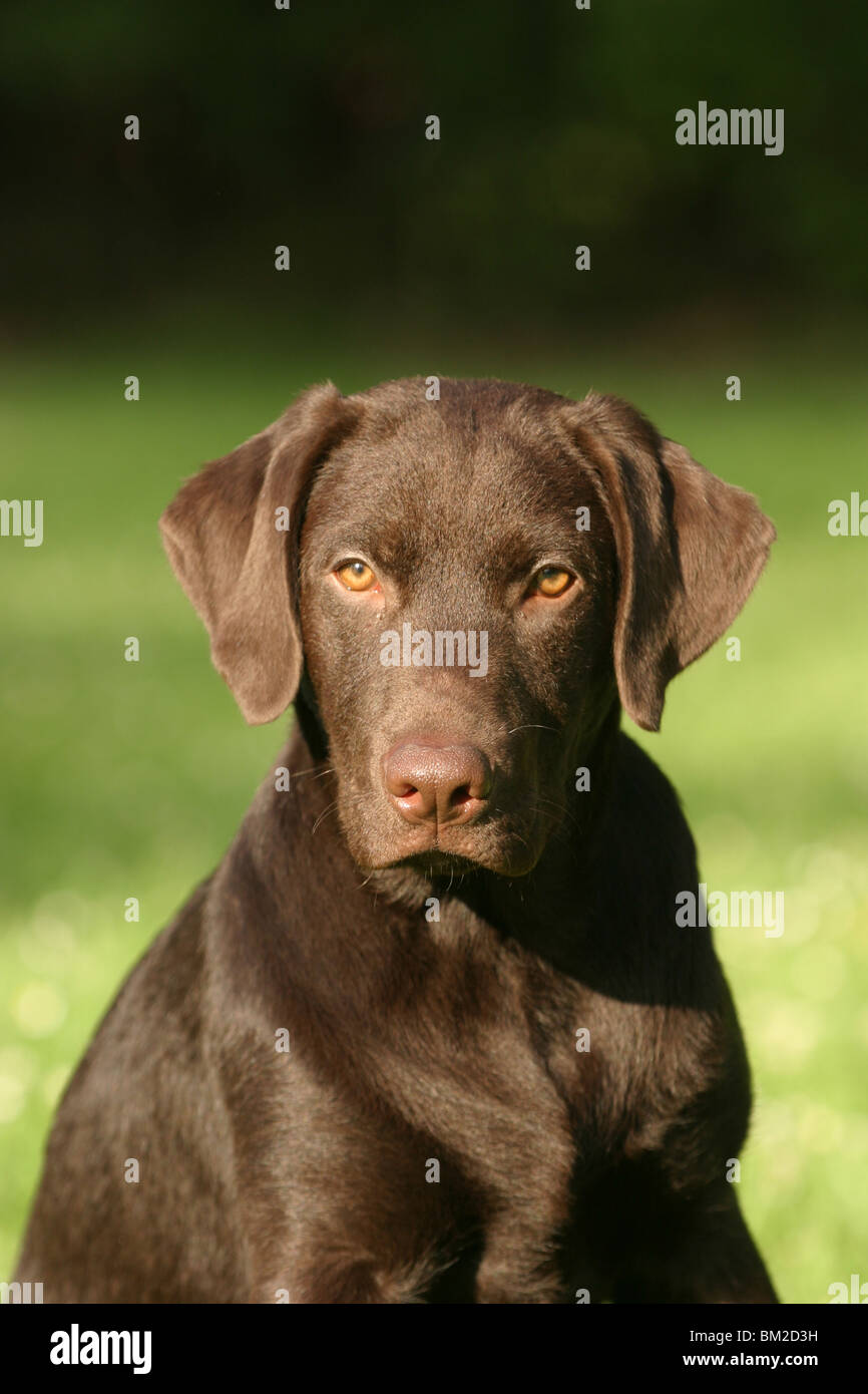 Labrador Retriever Portrait Stock Photo - Alamy