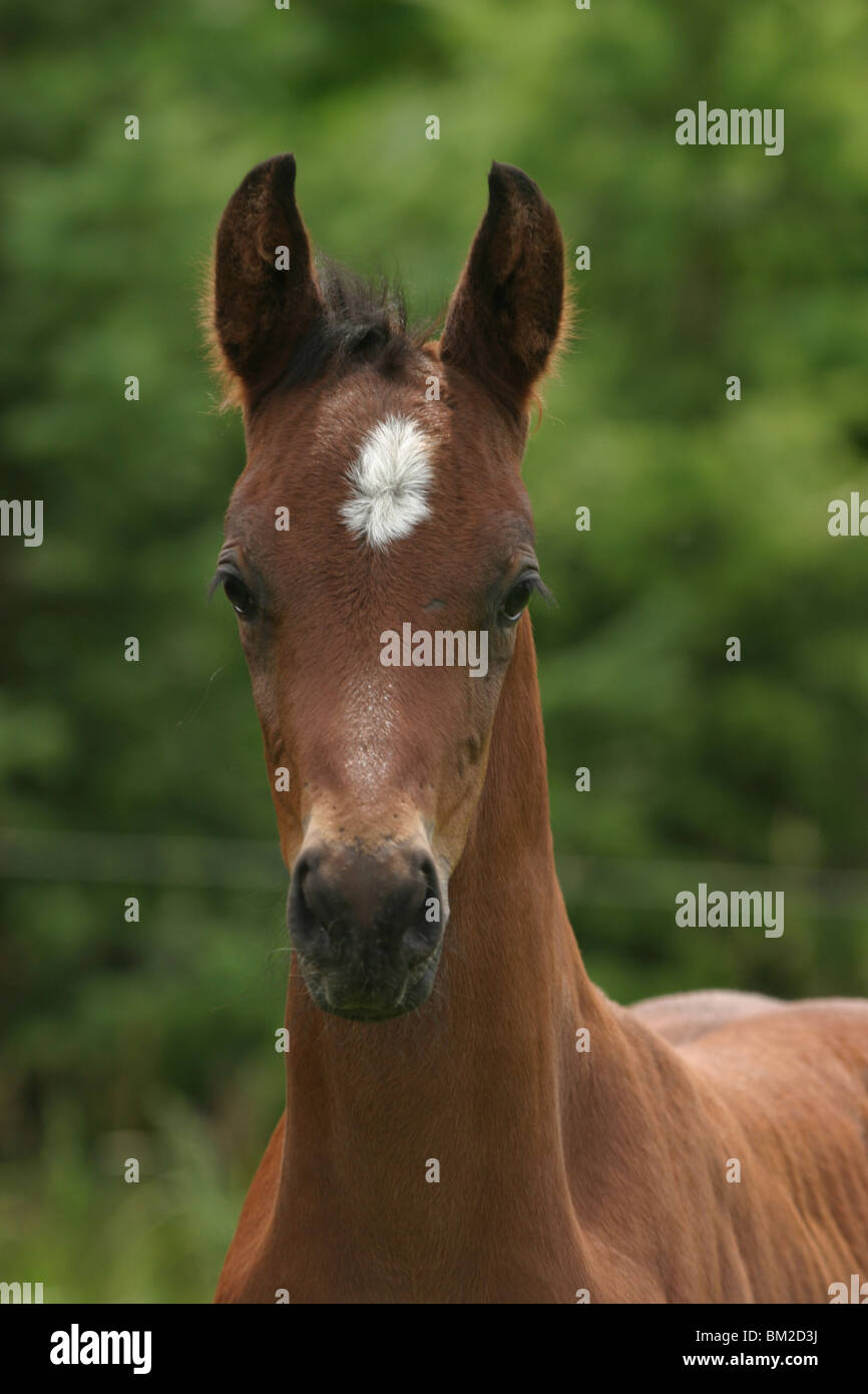 Hengstfohlen hi-res stock photography and images - Alamy