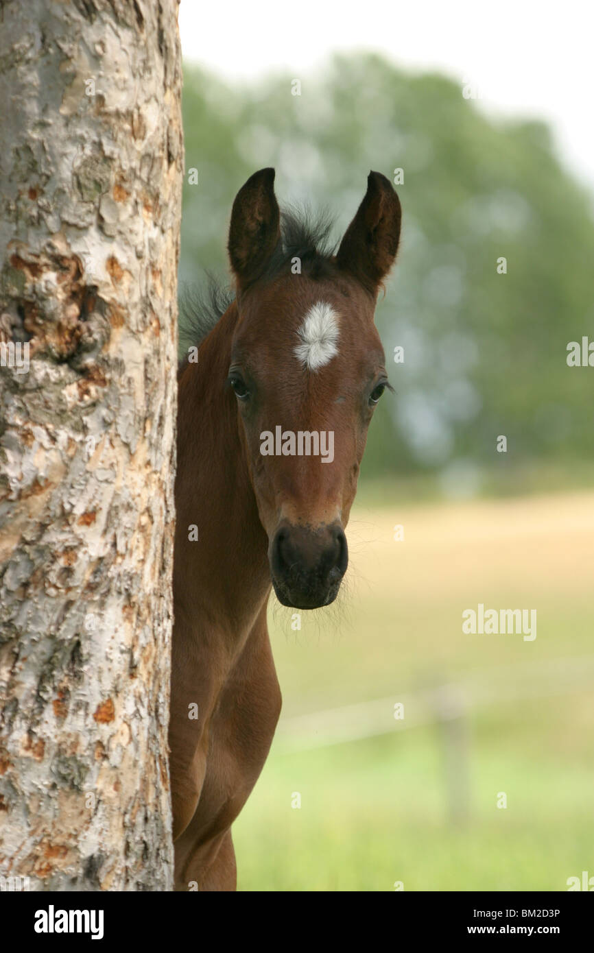 Fohlen im Portrait / foal portrait Stock Photo - Alamy
