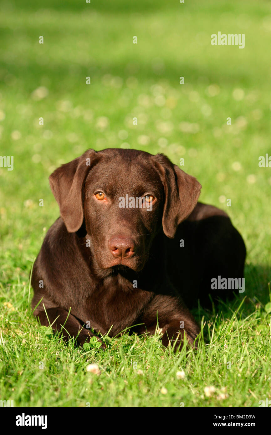 Labrador mannchen hi-res stock photography and images - Alamy