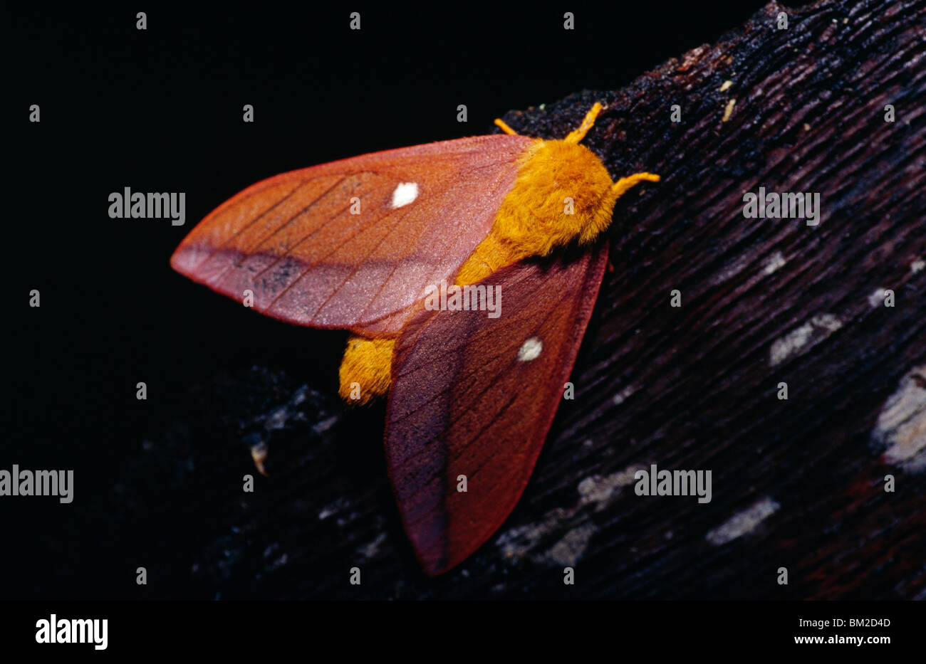 Close-up of a Pink-Striped Oakworm moth (Anisota virginiensis Stock ...