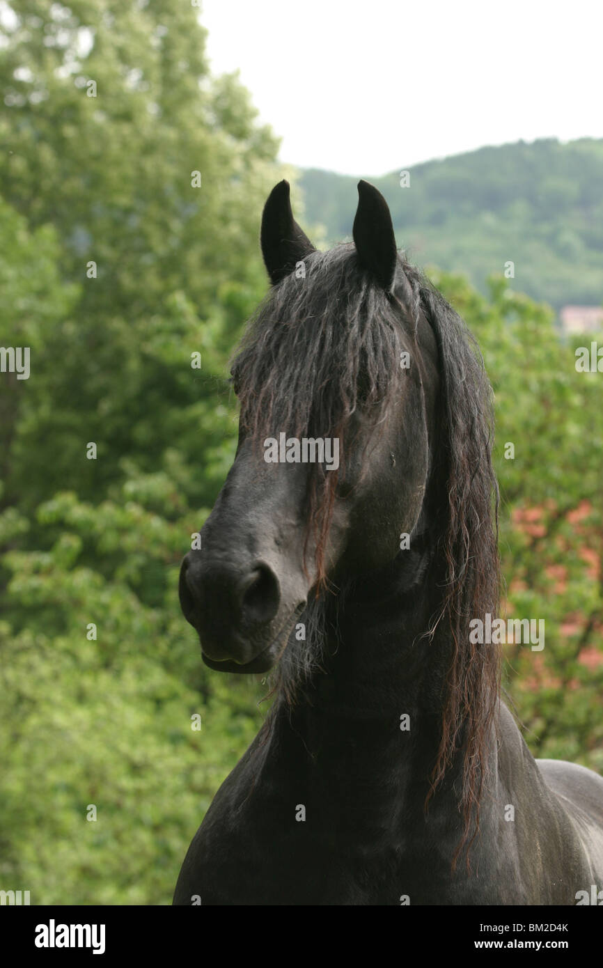 Friese im Portrait / Friesian horse Stock Photo - Alamy