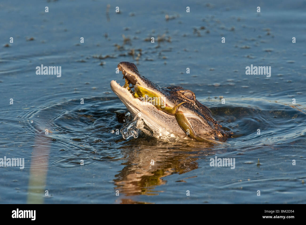 Alligator eating fish hi-res stock photography and images - Alamy