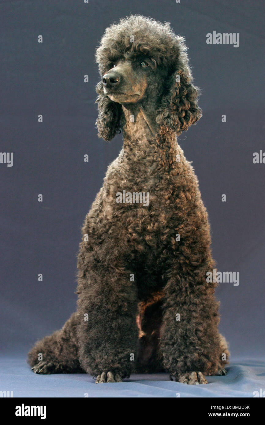 Kleiner pudel hi-res stock photography and images - Alamy