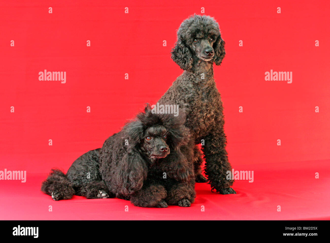 Pudel / Poodles Stock Photo - Alamy