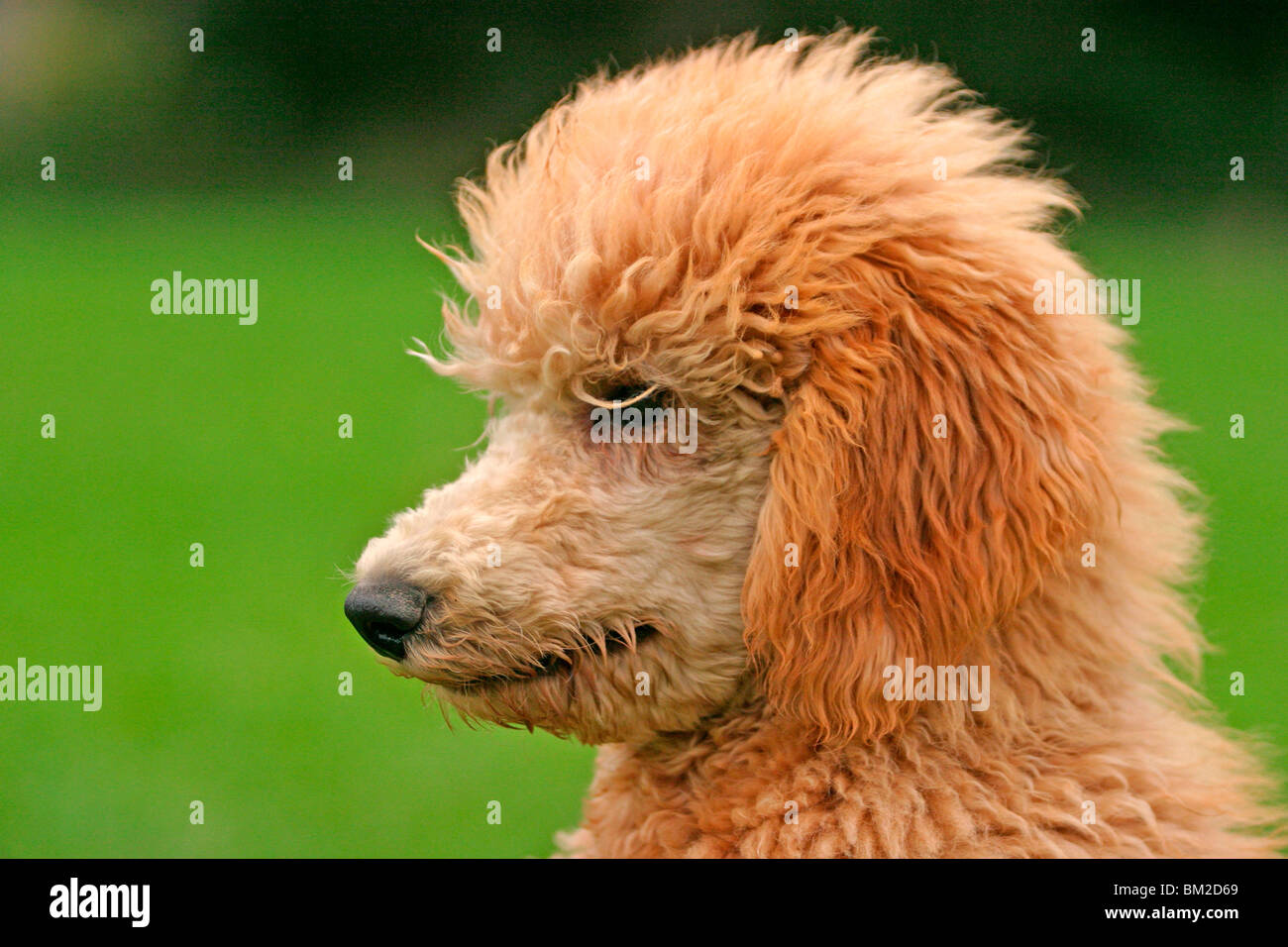 Grosspudel hi-res stock photography and images - Alamy