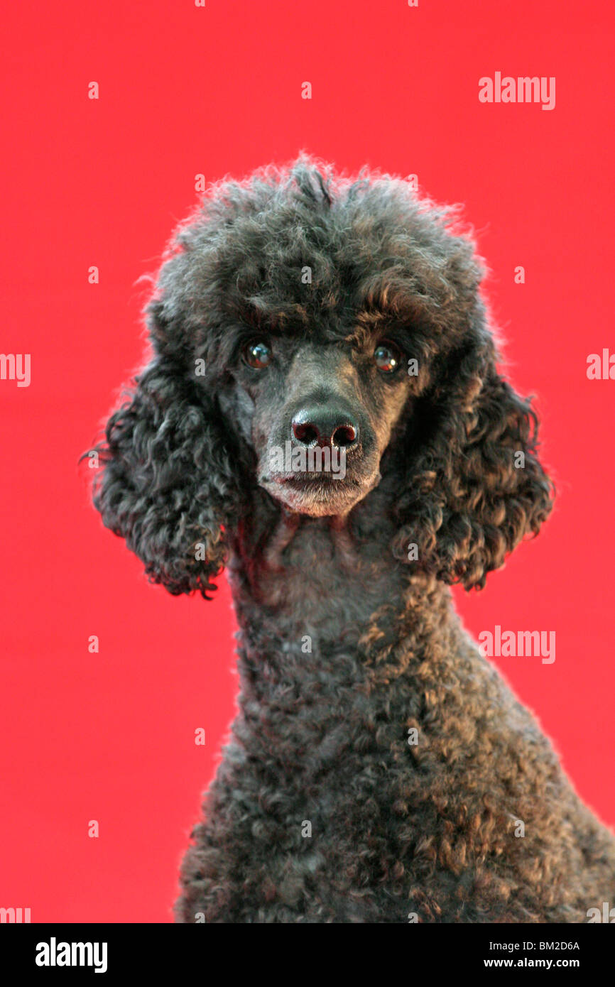 Pudel / Poodle Portrait Stock Photo - Alamy