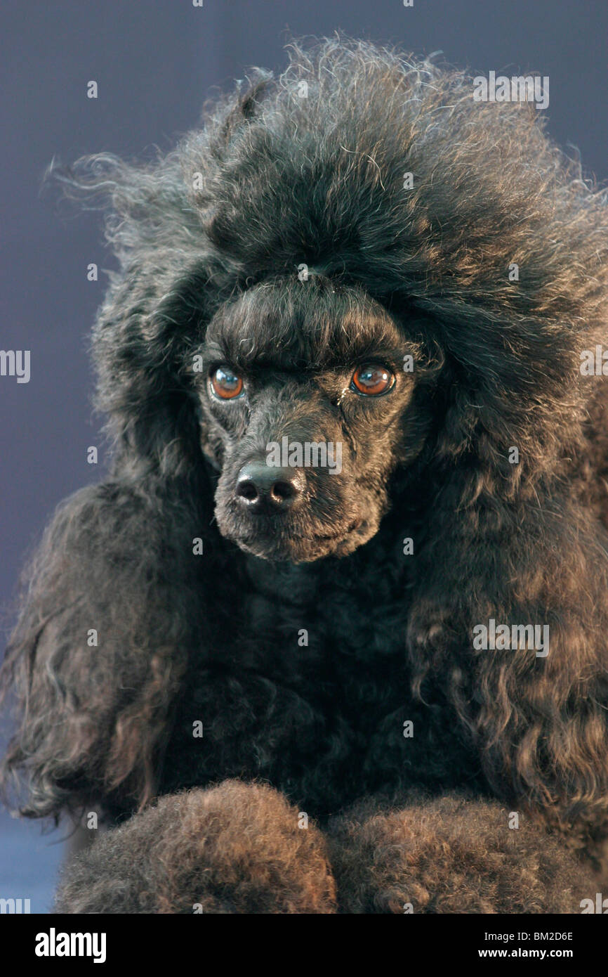 Pudel / Poodle Stock Photo - Alamy