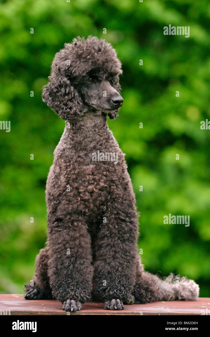 sitzender Pudel / sitting poodle Stock Photo - Alamy