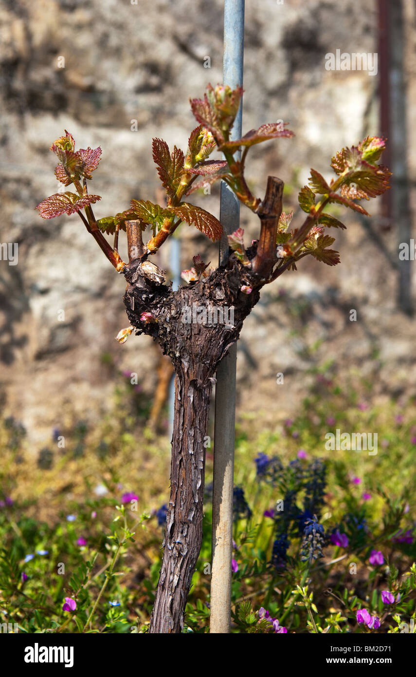 The Vineyard in Spring Stock Photo - Alamy