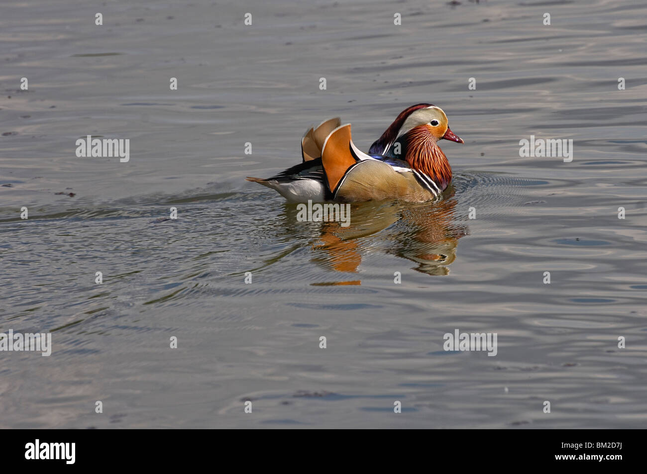 Mandarin Duck on water Stock Photo - Alamy
