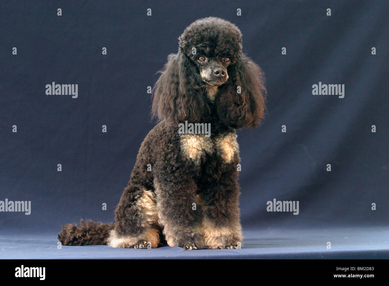 sitzender Pudel / sitting poodle Stock Photo - Alamy