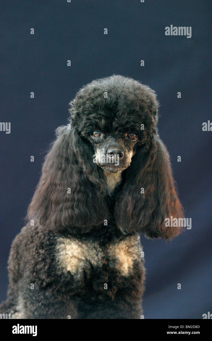 Black and tan poodle portrait hi-res stock photography and images - Alamy