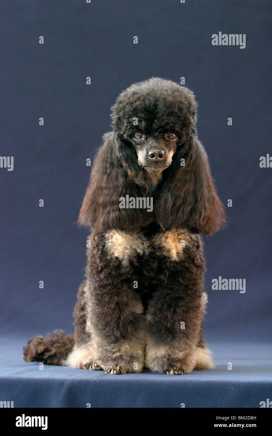 sitzender Pudel / sitting poodle Stock Photo - Alamy