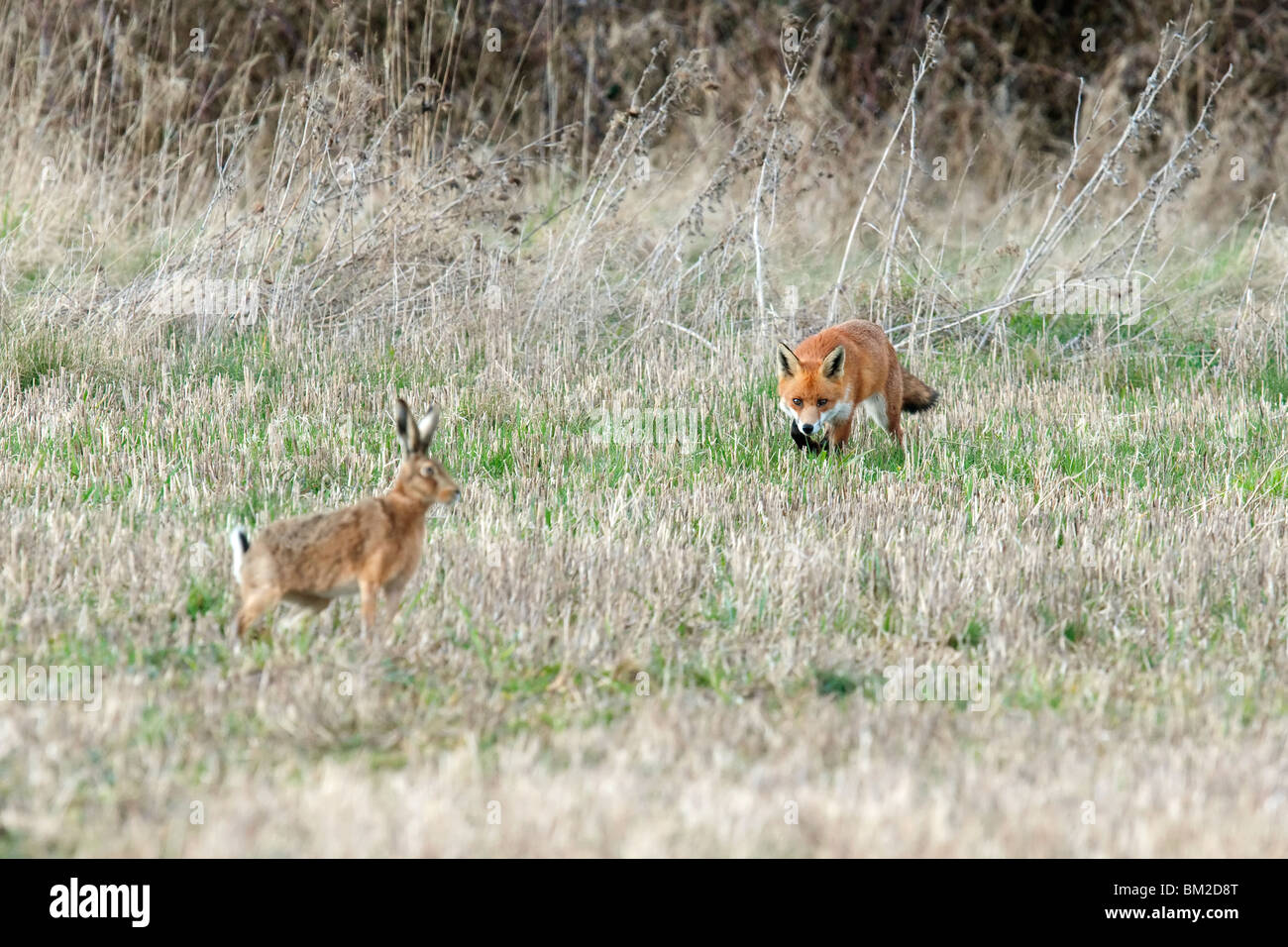 Hare Hunting Stock Photos & Hare Hunting Stock Images - Alamy