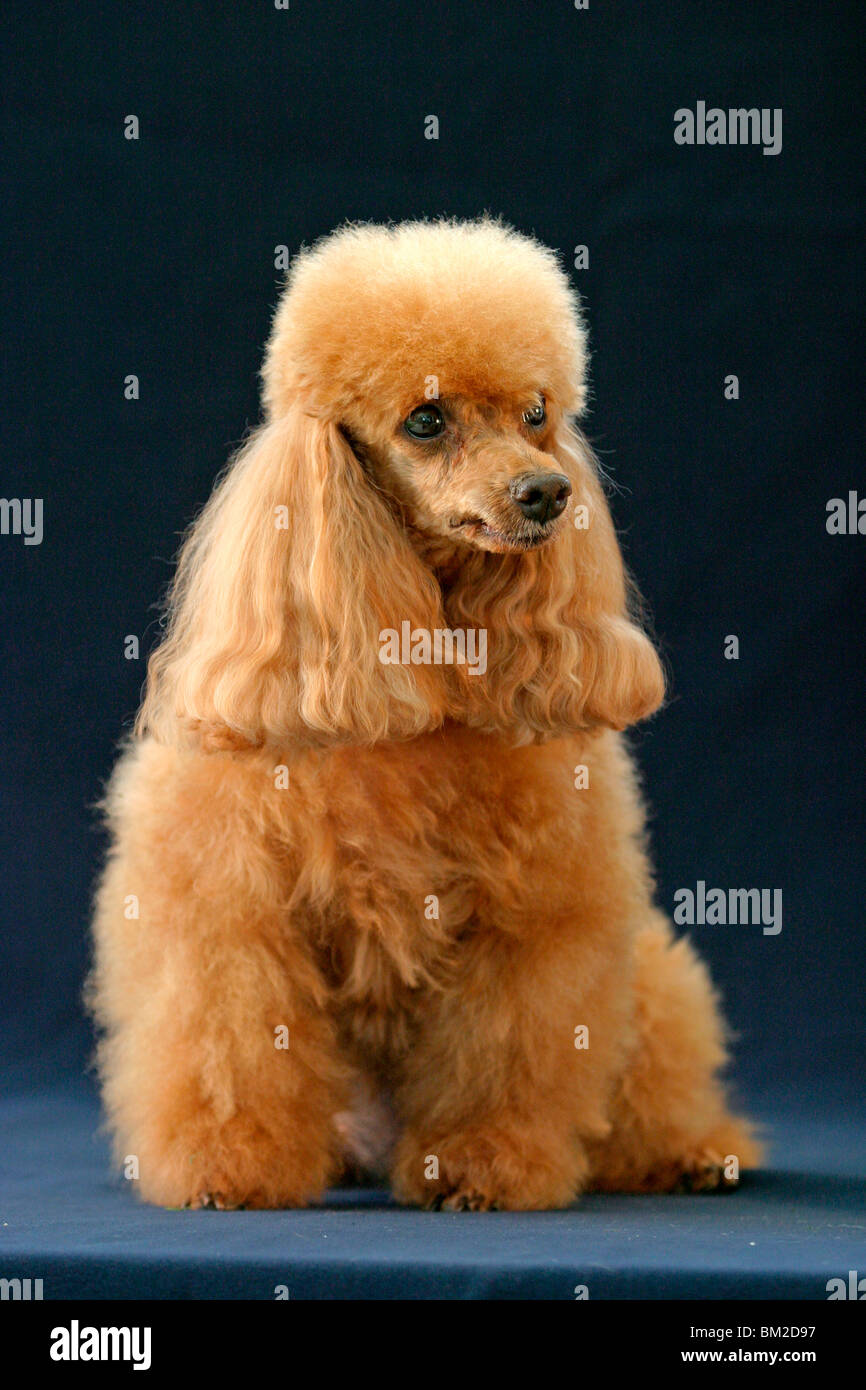 sitzender Pudel / sitting poodle Stock Photo - Alamy