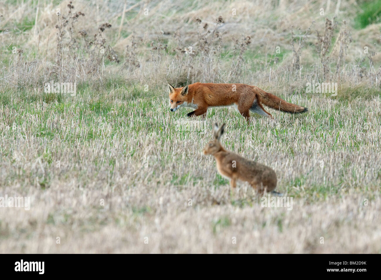 Fox hunting a Hare Stock Photo - Alamy