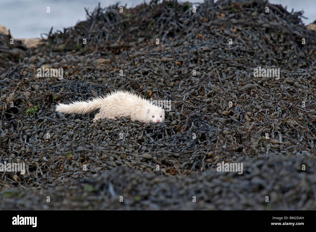 Albino Mink hunting along a sea loch in Scotland Stock Photo - Alamy