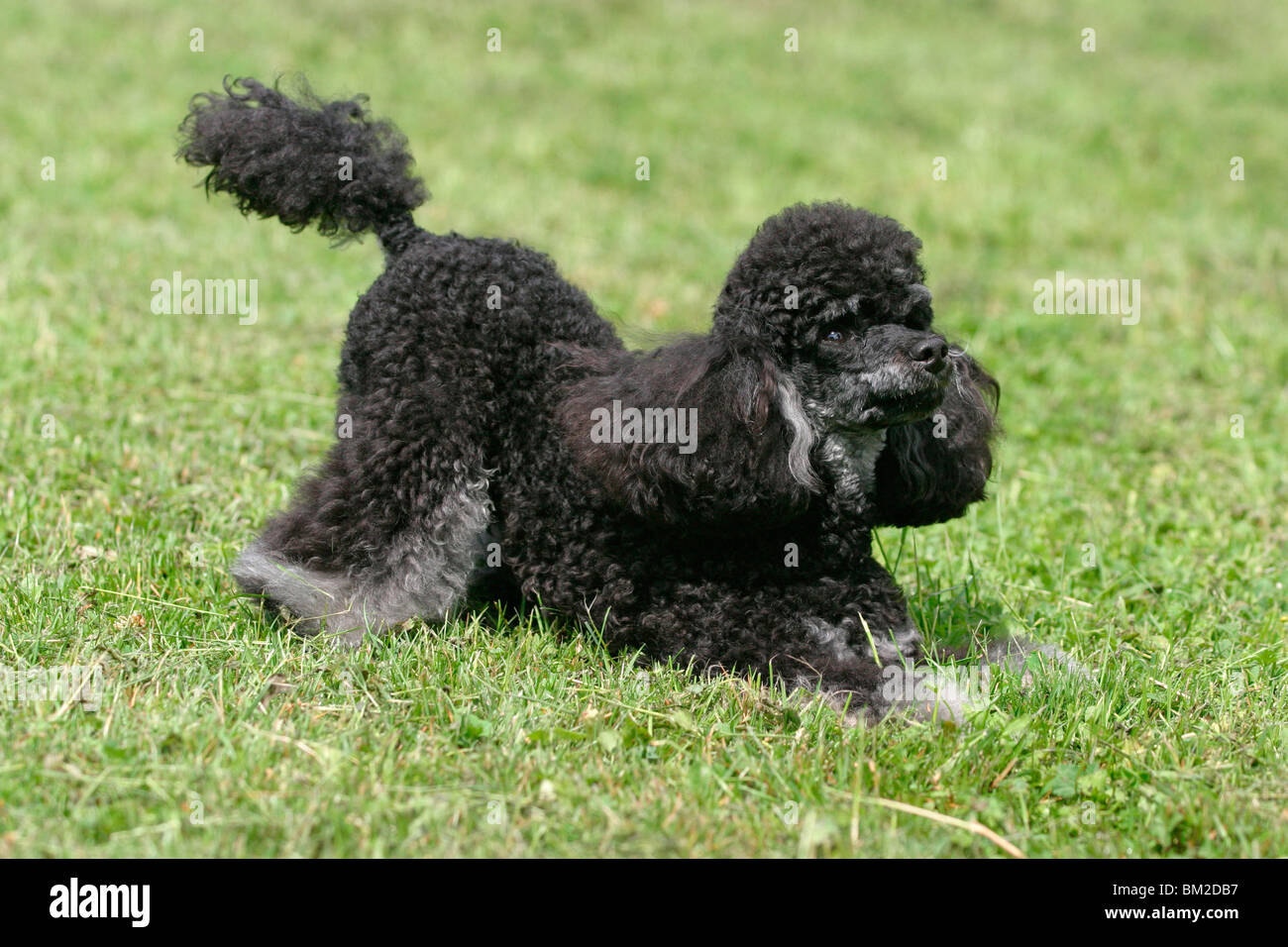 Pudel / Poodle Stock Photo - Alamy