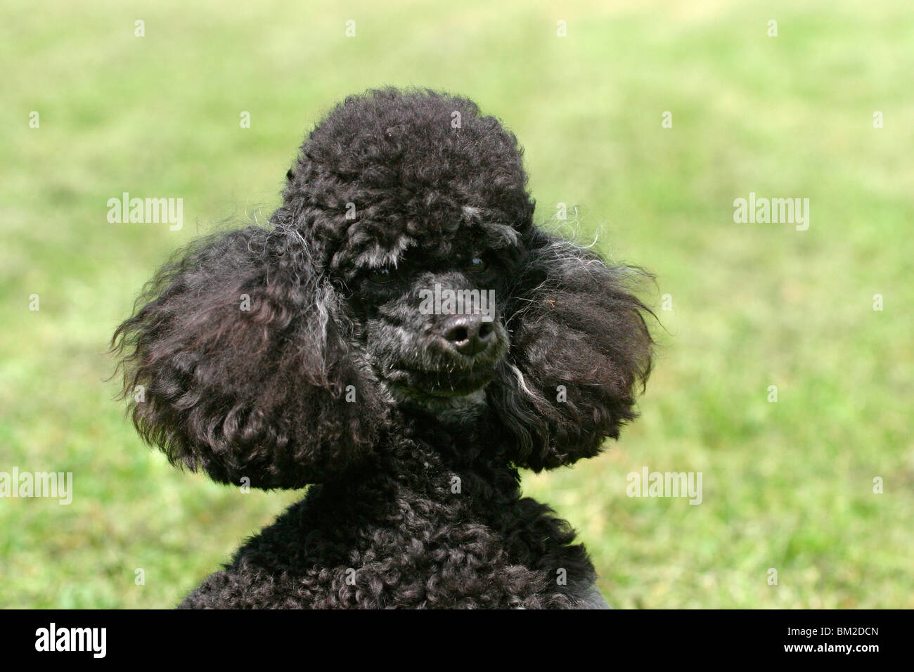 Pudel miniatur hi-res stock photography and images - Alamy