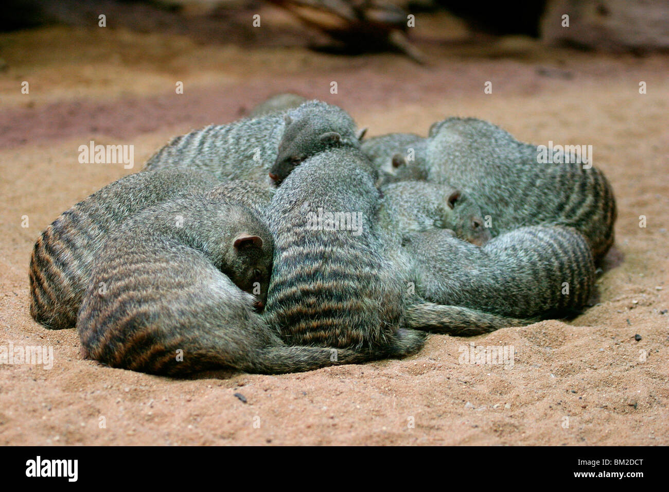 Zebramangusten / Mungos Stock Photo - Alamy