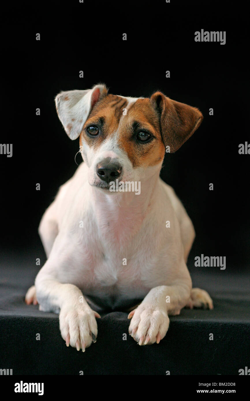 Parson Russell Terrier Stock Photo - Alamy